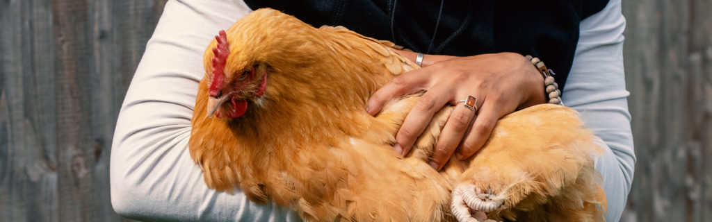 Autism and Therapy Chickens - Magic Life